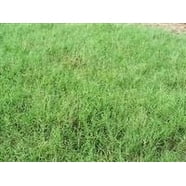 Sahara Bermuda Grass Seed - 50 Lbs. - Walmart.com