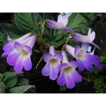 Hirt's Gardens Summer Song Asian Violet, Primulina, 2.5" Pot ...