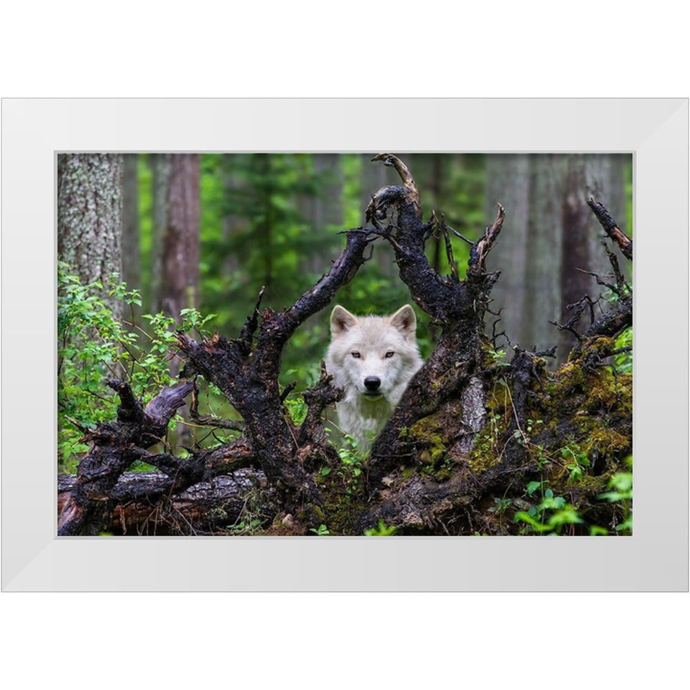 Centioli, Mike 24x17 White Modern Wood Framed Museum Art Print Titled ...