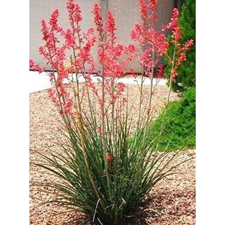 Red Yucca Plant Care
