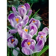 5 Dark Purple Allium Bulbs - Blooming Onion, Perennial Garden Flower ...