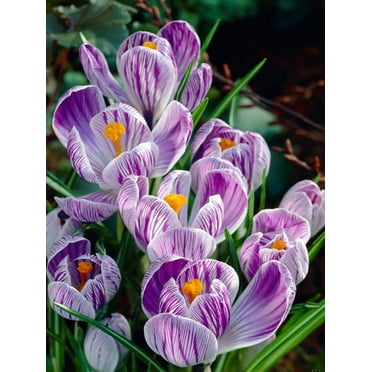 5 Dark Purple Allium Bulbs - Blooming Onion, Perennial Garden Flower ...