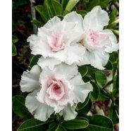 Ammi Dara Flower Seeds for Planting (100 Seeds) - Mixed Color Queen ...