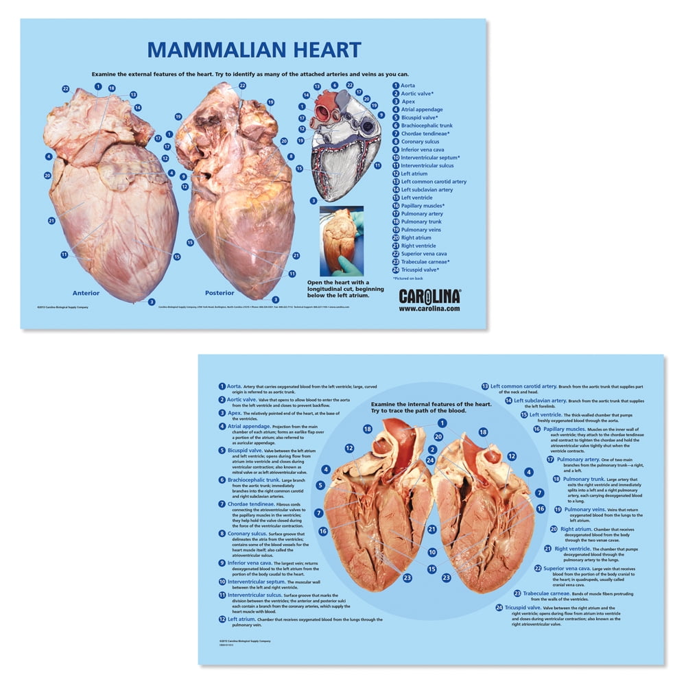 Carolina Heart Dissection Mat Step By Step Dissection Instructions 