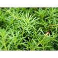 40 Sundial PEPPERMINT PORTULACA Grandiflora Moss Rose Pink Streaked ...