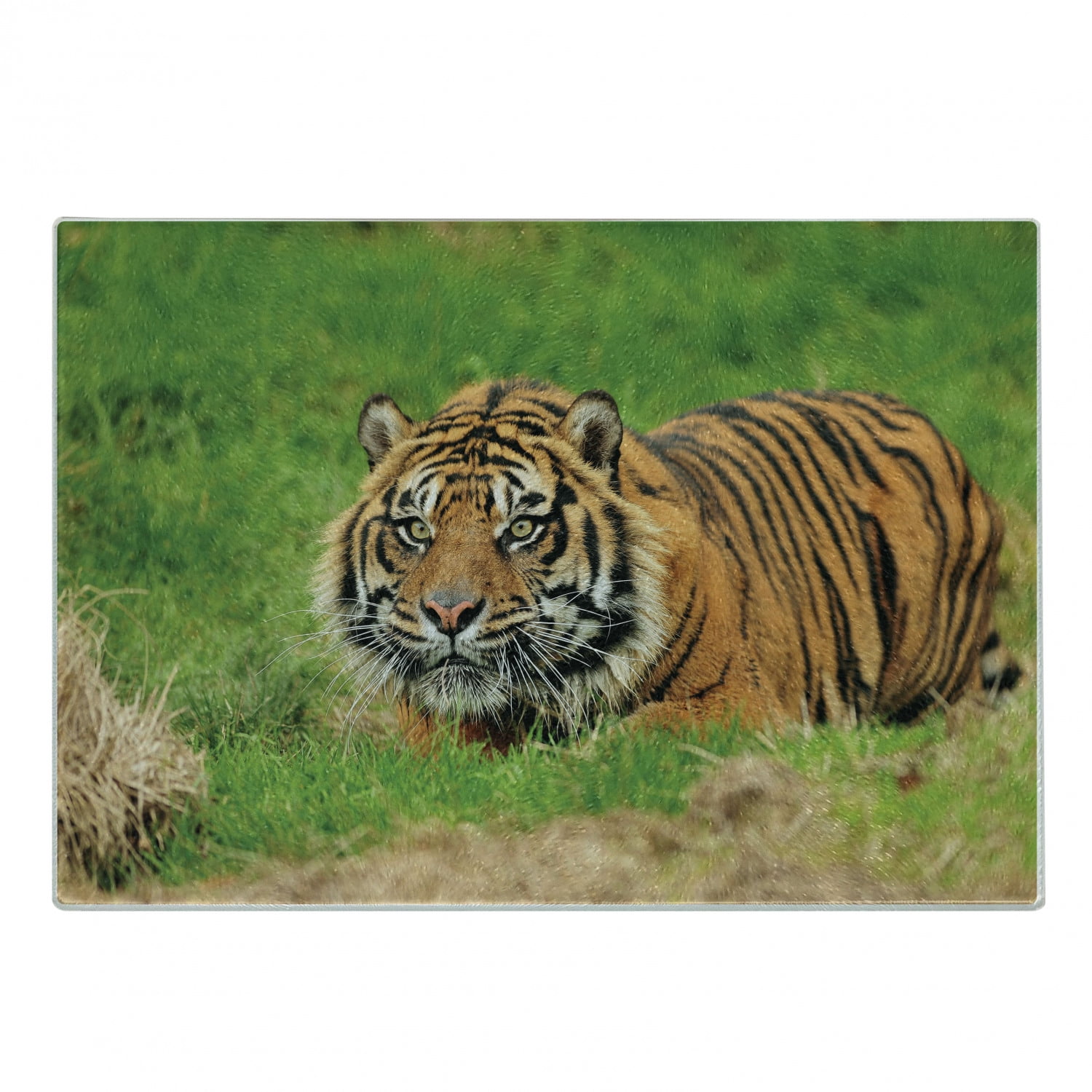 Tiger Cutting Board, Sumatran Feline Hiding in Ambush While Stalking ...