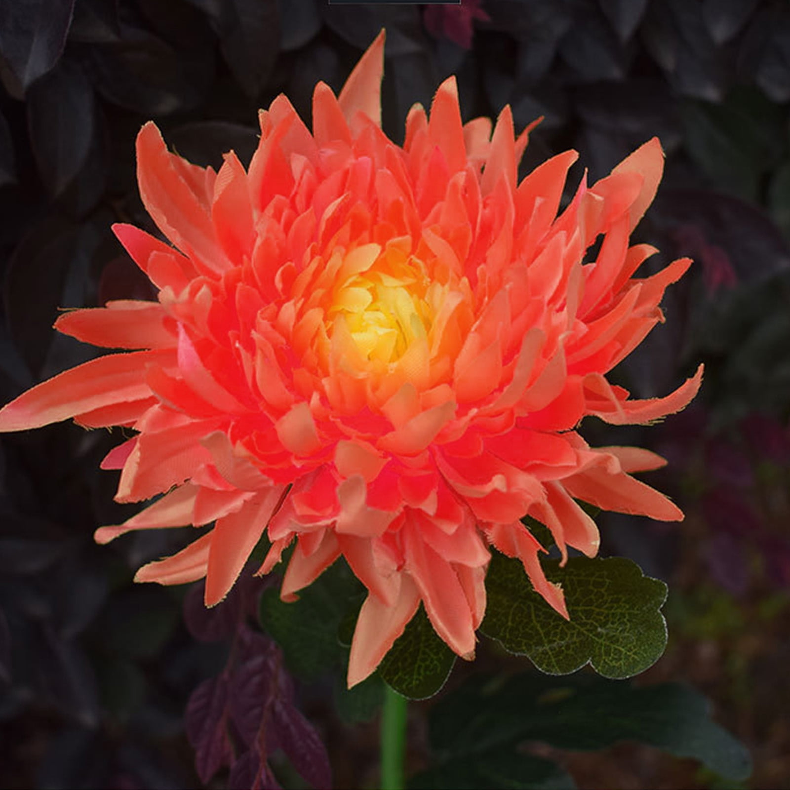 Click here for Ganfancp Solar Chrysanthemum Lights  Outdoor Led G... prices