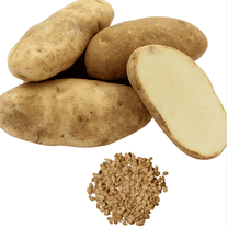 60 TPS True Potato Seeds Yellow Brown Reds Blue Color Potatoes Seeds ...