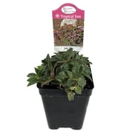 "Easy to Grow Pink Mountain Serissa Tree - Live House Plant, Bonsai ...