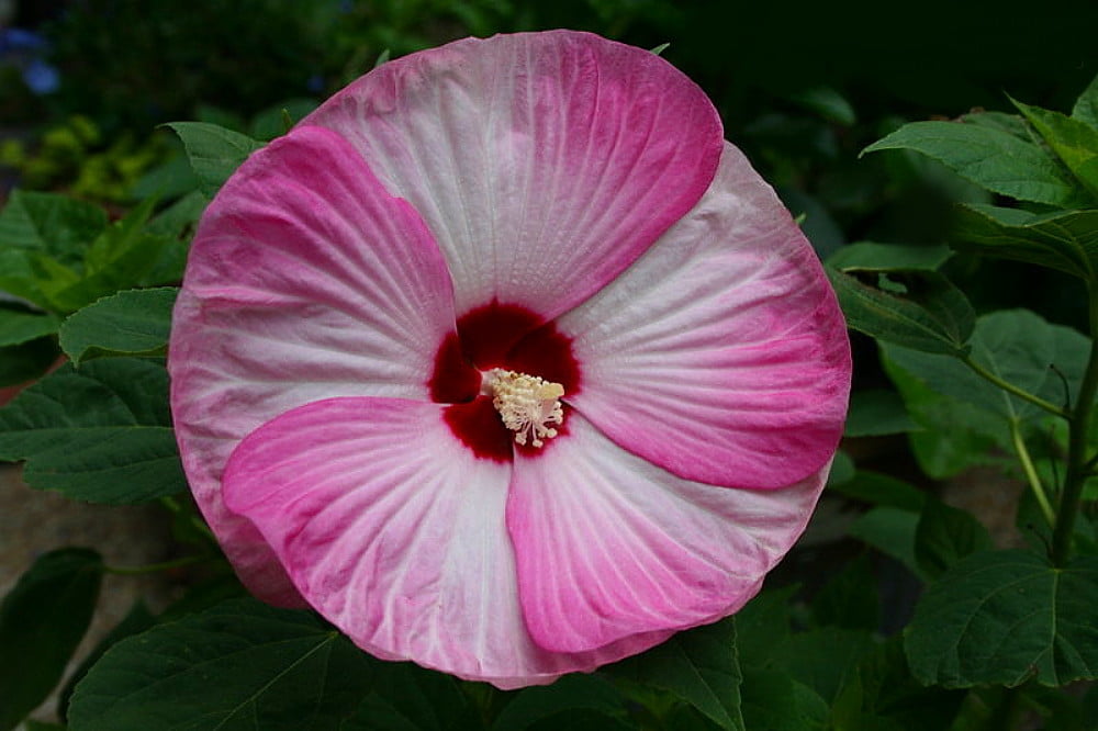Pink Swirl Fancy Tropical Hibiscus Plant - 4" POT - Indoors or Out ...