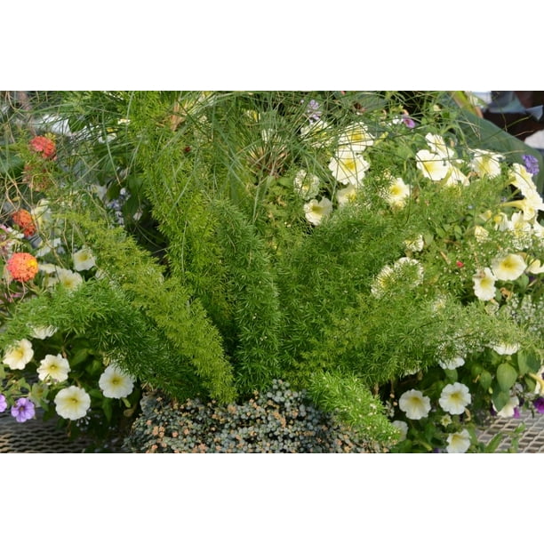 Fern Foxtail Asparagus Meyeri, Bush Ground Cover, Lot of 2 Starter ...
