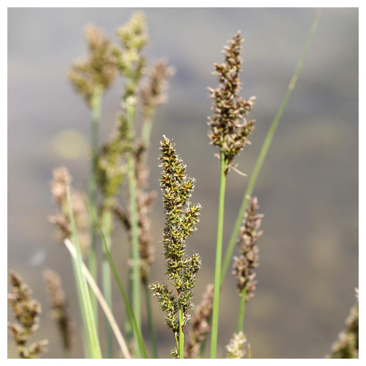 Everwilde Farms - 1 oz Common Tussock Sedge Native Grass Seeds - Gold ...