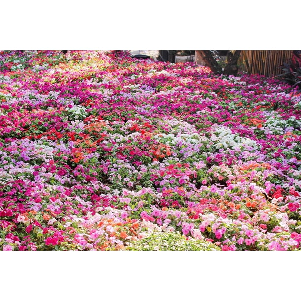 50 MIXED COLORS Dwarf IMPATIENS Walleriana Sun or Full Shade Red, White ...
