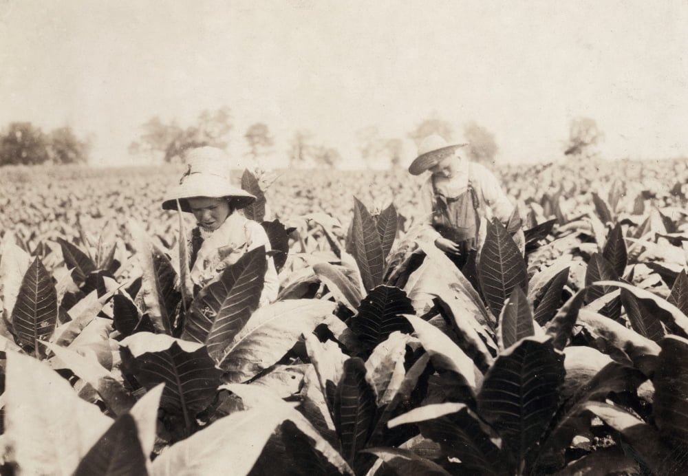 Tobacco Farming, 1916. /Nworming And Topping Tobacco On A Farm At ...