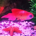 Aquarium Simulation Goldfish,Increase Artificial Fish Moving Floating ...