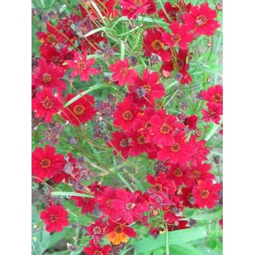 1000 GOLDEN WAVE COREOPSIS (Goldenmane Tickseed) Coreopsis Basalis ...