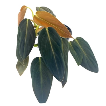 Bubbleblooms Dragon Tail Plant - 6 Inch Pot, Very Full Rhaphidophora ...