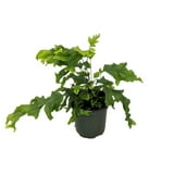 Rare Nicholas Diamond Fern - xPhlebosia - 4" Pot - New to the World ...