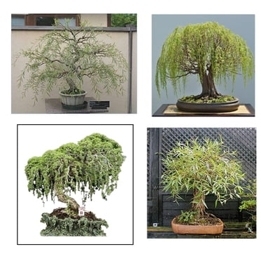 Gold Weeping Curly Willow Tree Cutting - Rarest of All Willows - Grow ...