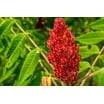 50 Balsam Fir Tree Seeds (Abies balsamea) - Walmart.com