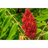 50 Purple Chokecherry Tree Seeds for Planting - Shubert Chokecherry ...