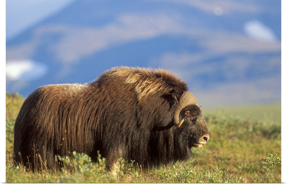 Great BIG Canvas | Rolled Milo Burcham Poster Print entitled Musk ox ...