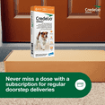 Credelio (lotilaner) Tick & Flea Treatment + Flea Infestation ...
