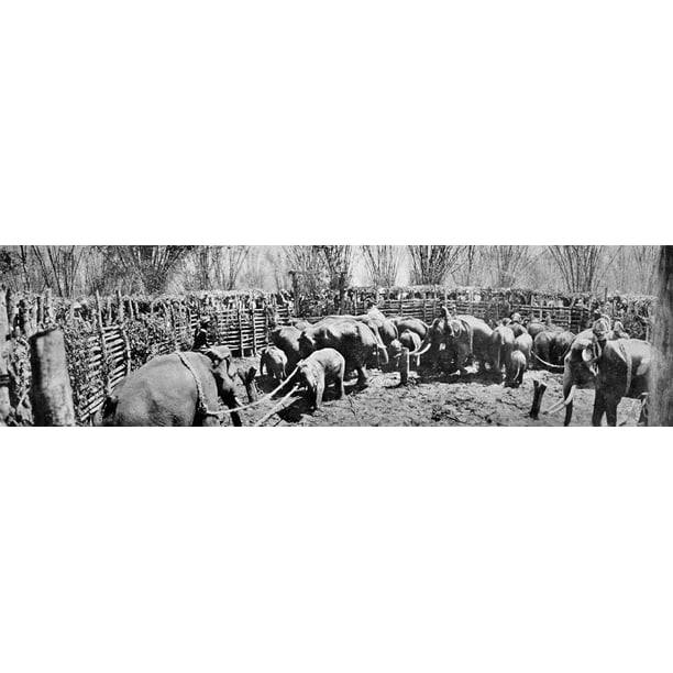 India: Elephant Stockade. /N'Towing A Young Tusker Out Of The Inner ...