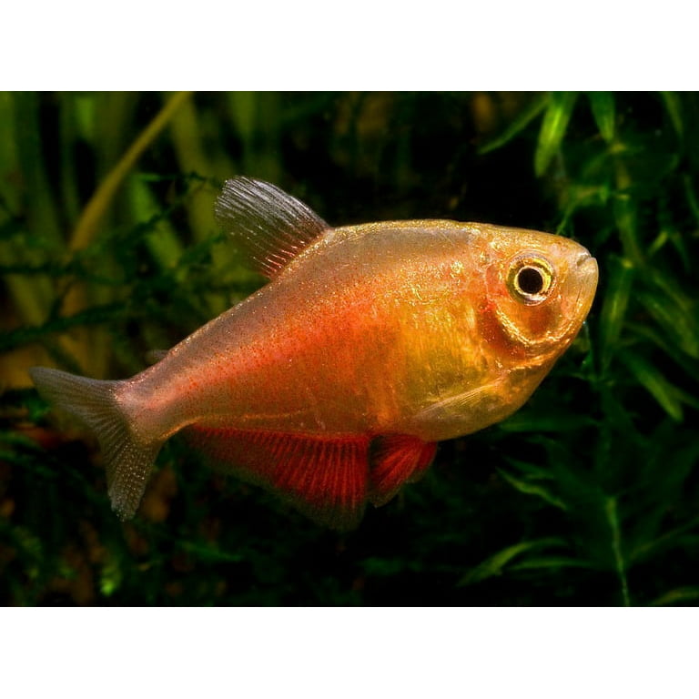 Orange Von Rio Tetra
