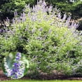 2 Blue Chaste Vitex Trees Live Plants, Texas Lilac Tree Well-rooted 5–9 ...
