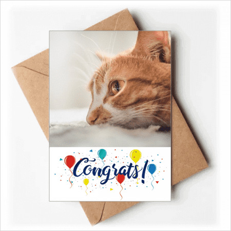 Animal Pure Cat Photograph Picture Wedding Cards Congratulations ...