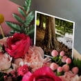 3drose, Florida Cypress Tree, 12 Greeting Cards with Envelopes ...