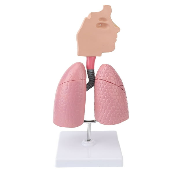 Respiratory System Model, Clear Display Human Lung Model High ...