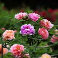 4 Sets Peony Support Cage,10" Dia. x 16" High Grow Through Hoops Grids ...
