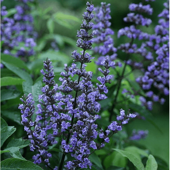 Vitex Plant Live for Planting, Lilac Chastetree Plant Lilac Bush Plant ...