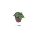 String of Turtles Peperomia Prostrata, Vining Plant, Live Tiny Mini Pixie Plant, 2 inch Pot by ...