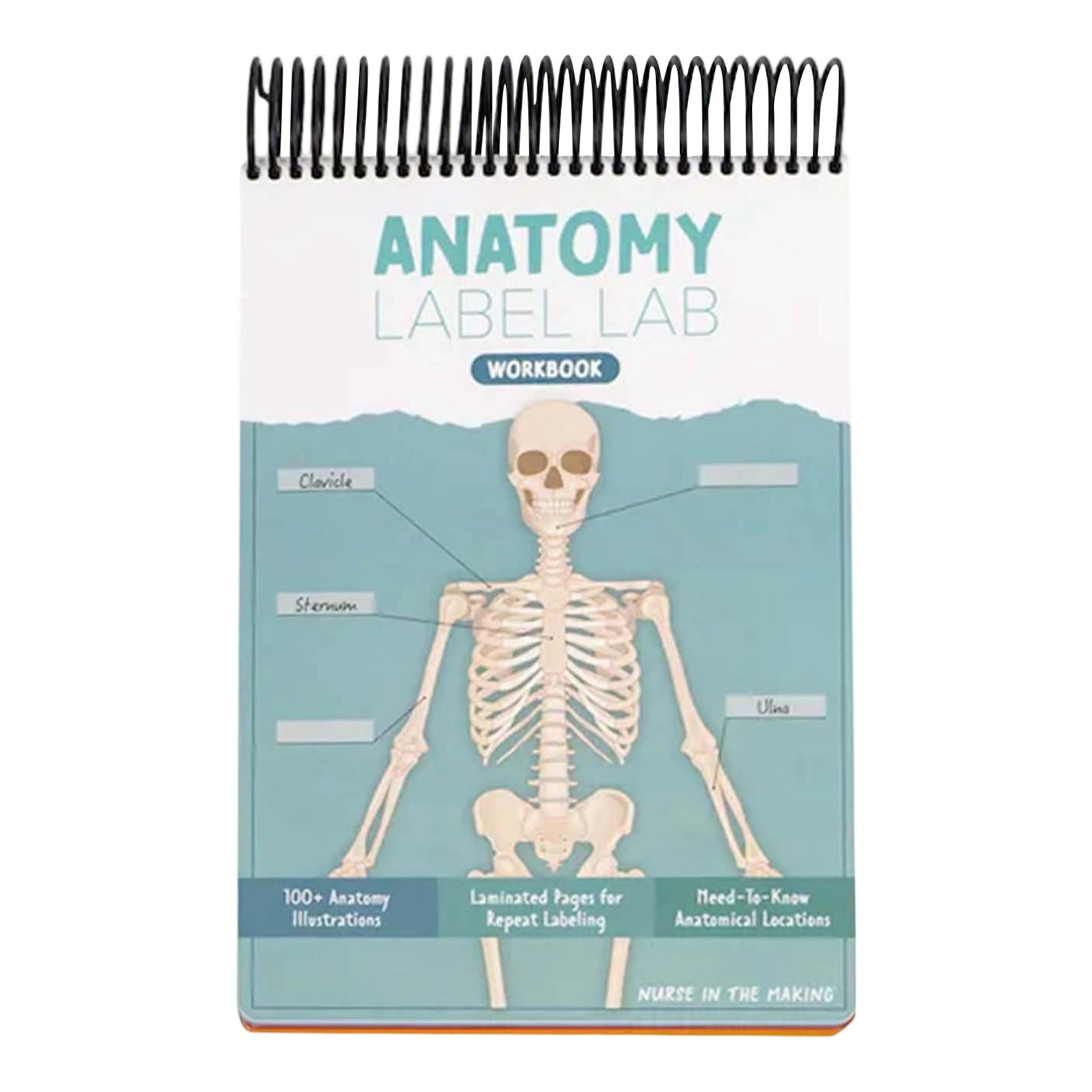 Click here for Visit The Sunlet Store Anatomy Label Lab Workbook... prices