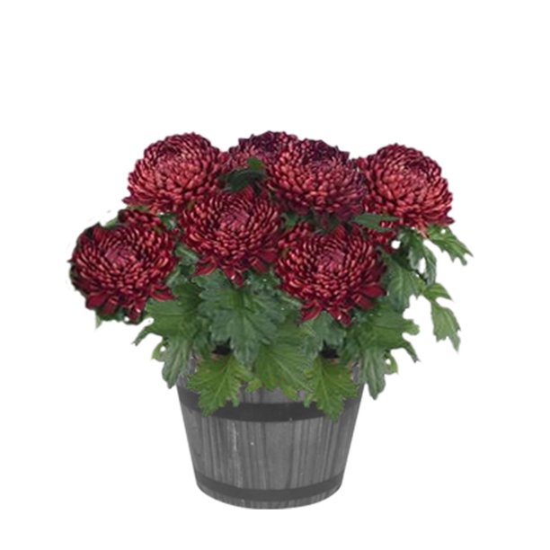 One Floral Cosmo Mum - Walmart.com - Walmart.com