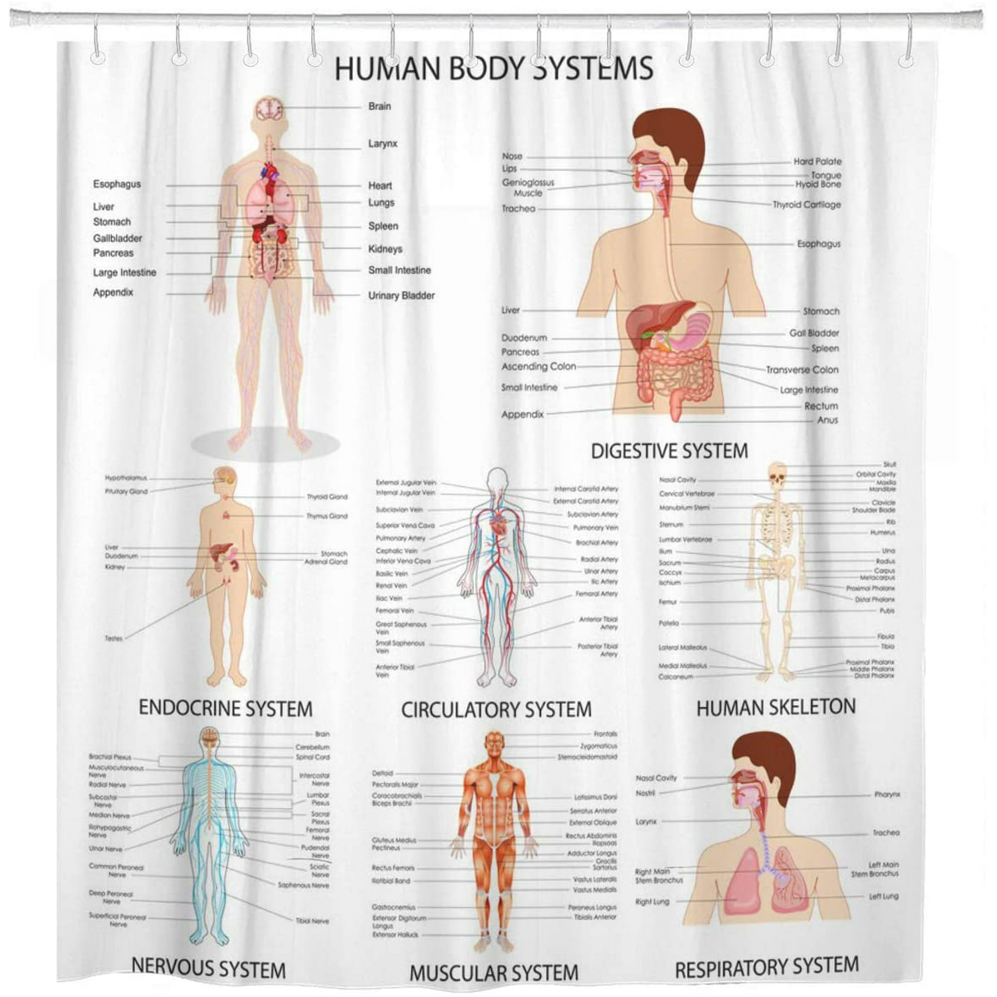 Human Body Systems Chart