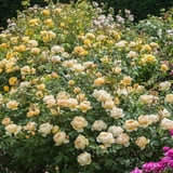 30 Rare Perennial Rosa Seeds - Fresh Judge The Obscure Rose Bush Flower ...