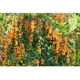 10 GOLDEN DEWDROP Duranta Erecta Repens Golden Foliage Blue Violet ...