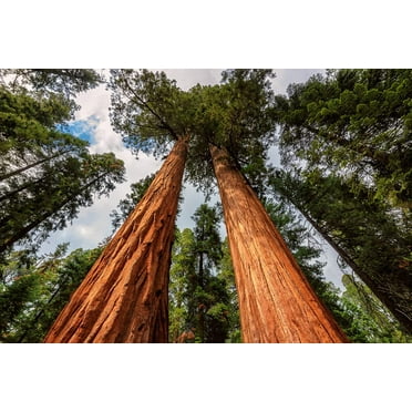 Giant Sequoia | Tree Seed Grow Kit | The Jonsteen Company - Walmart.com