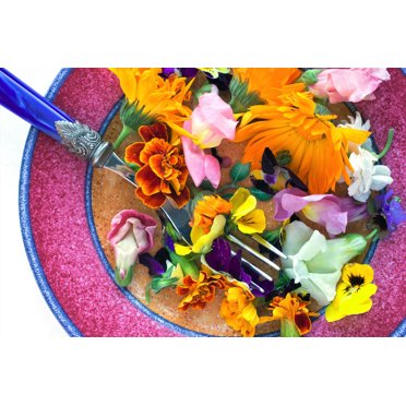 250 GOLDEN MARGUERITE DAISY Dyer's Yellow Chamomile Anthemis Tinctoria ...