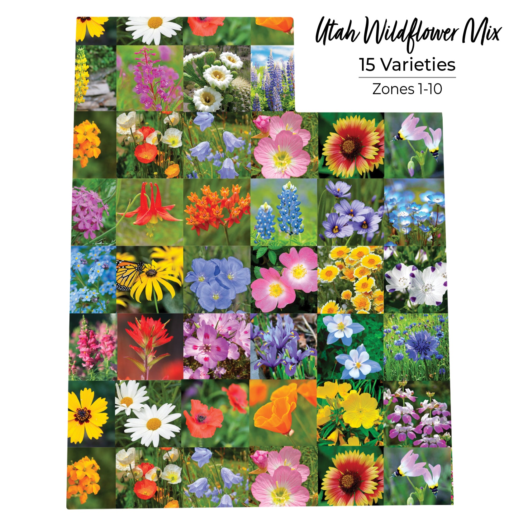 Utah Wildflower Bulk Seed Mix - Over 53,000 Premium Seeds - 17 ...
