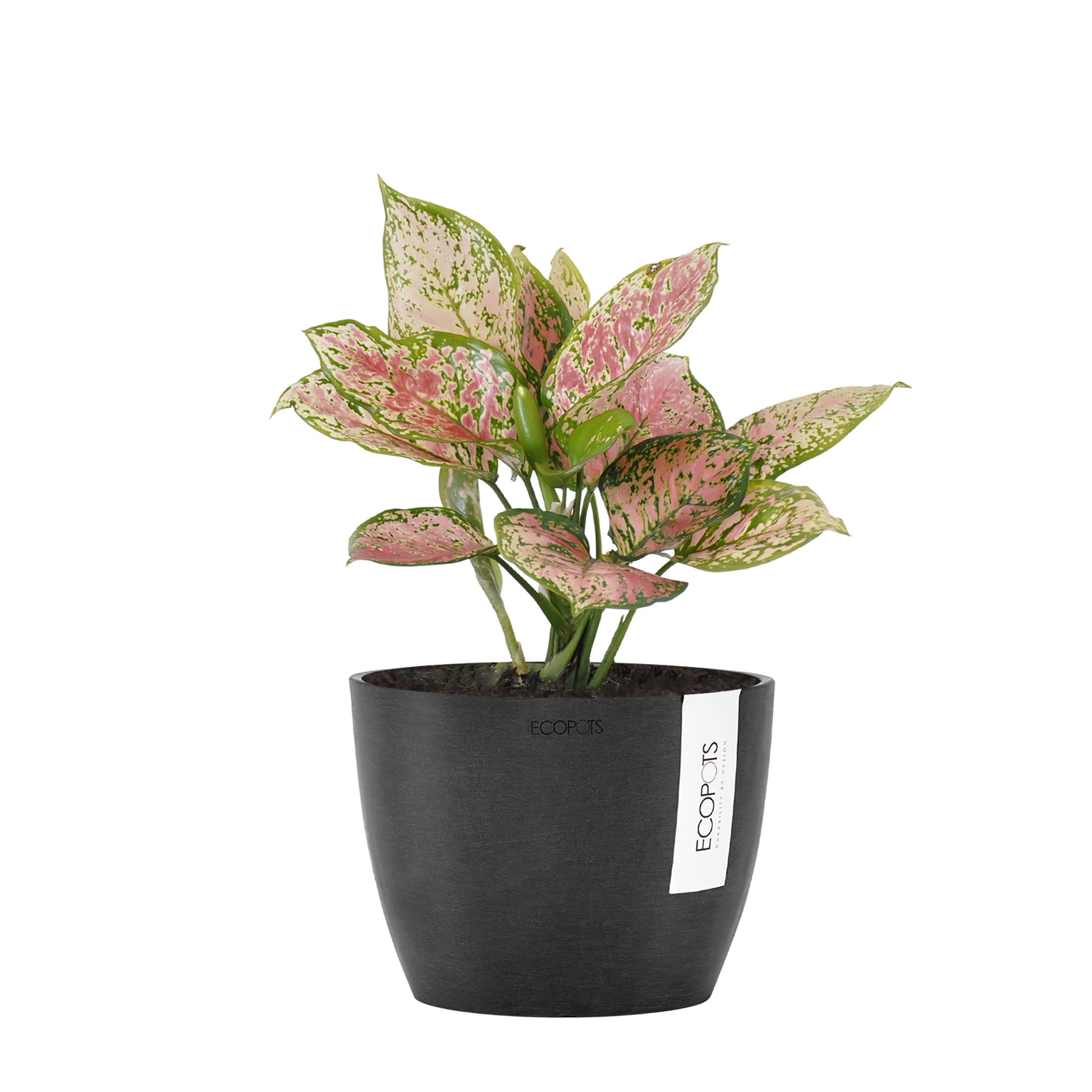 United Nursery Live Aglaonema Ruby Ray Houseplant 12-14 in Tall in 6 ...