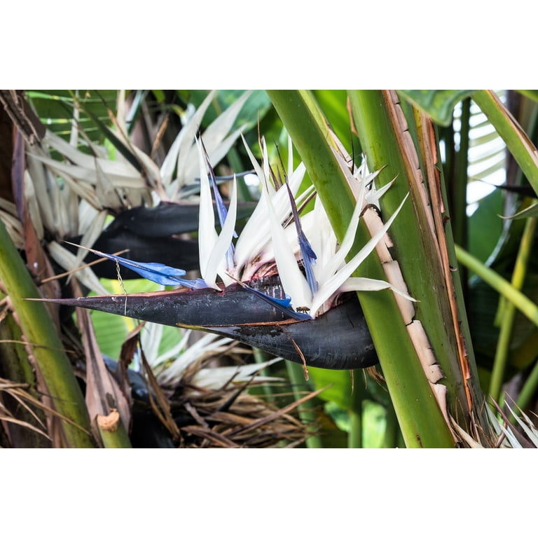 Blue Bird Of Paradise Flower