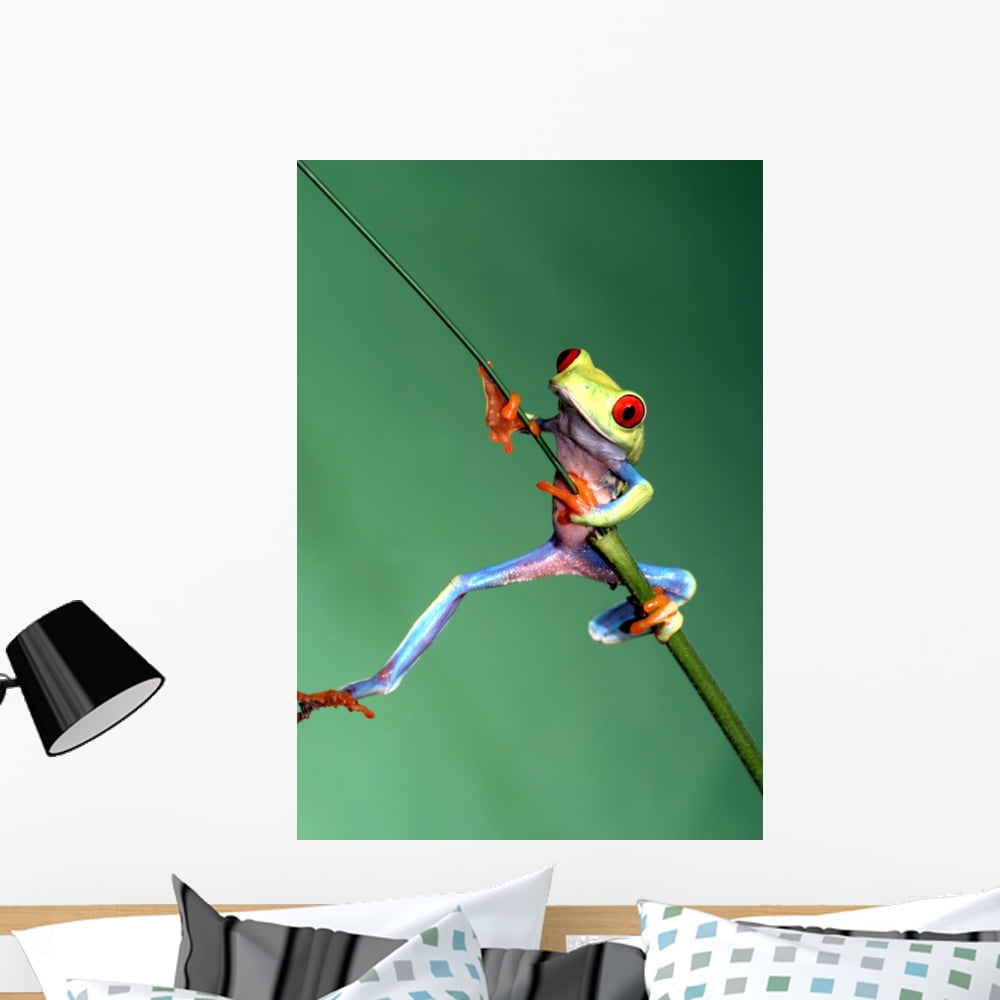 Red Eyed Tree Frog Wall Mural Decal Sticker, Wallmonkeys Peel & Stick ...