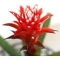 Just Add Ice 15-17" Red Guzmania Hope Bromeliad Live Plant in 5" Moss ...