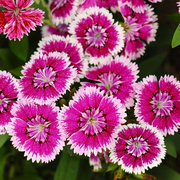 Dianthus Floral Lace Series Flower Seeds - Violet Picotee - 100 Seeds ...