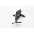 Whale, Orca, Killer Whale, Marine Mammal, Museum Quality, Hand Painted ...
